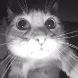 Nathan Hale's Hazardous Tales: Donner Dinner Party