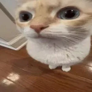 Pov: your cat is a russian spy - playlist by Drakkoo | Spotify