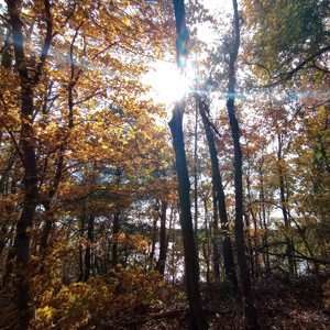 autumn acoustic shuffle - playlist by jacob-voorhees | Spotify