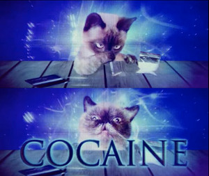 A House Cat Addicted to the Cocaine - playlist by cmotes24 | Spotify