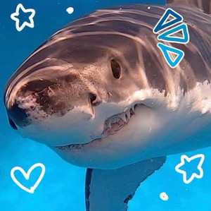 road trip for the sharks - playlist by aidan 🦈 | Spotify