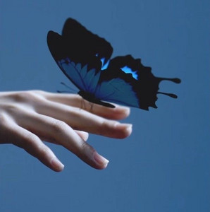 Blue butterfly - playlist by Geekytart | Spotify