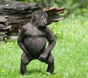 Harambe's Jams - playlist by Derek Deibler | Spotify