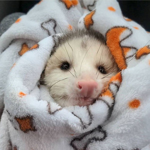 Gay Swamp Possum Vibes - playlist by shannonmdomermuth | Spotify