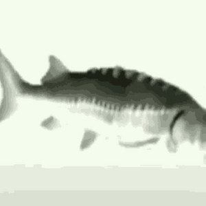 SPINNING FISH 10H - playlist by tezz144 | Spotify