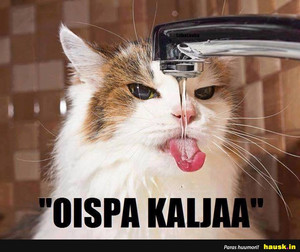 Oispa Kaljaa Memes Meemi Canvas Prints For Sale | Redbubble
