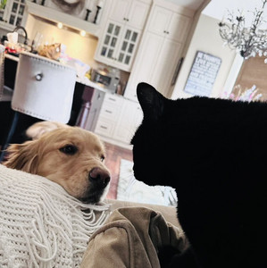 Grumpy x Sunshine (Black Cat x Golden Retriever) ☀️🌒 - playlist by ...