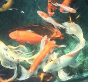 .*+🐟~Fein~🐟+*. - playlist by Anna | Spotify