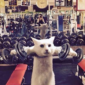 Rolitas para derretir lonjas en el gym y ponerse miaumadisimo ...