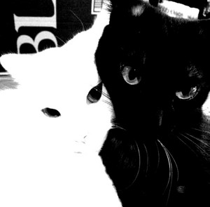 meow - playlist by ss | Spotify