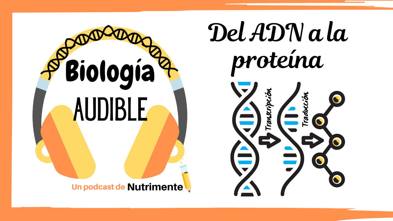 E14: Del ADN a la Proteína [Transcripción, Traducción y Código Genético]